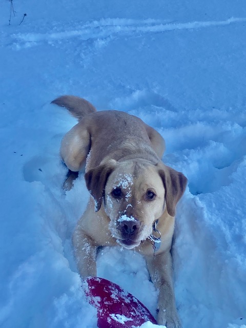 Rex Joseph Spragg - Angel Paws