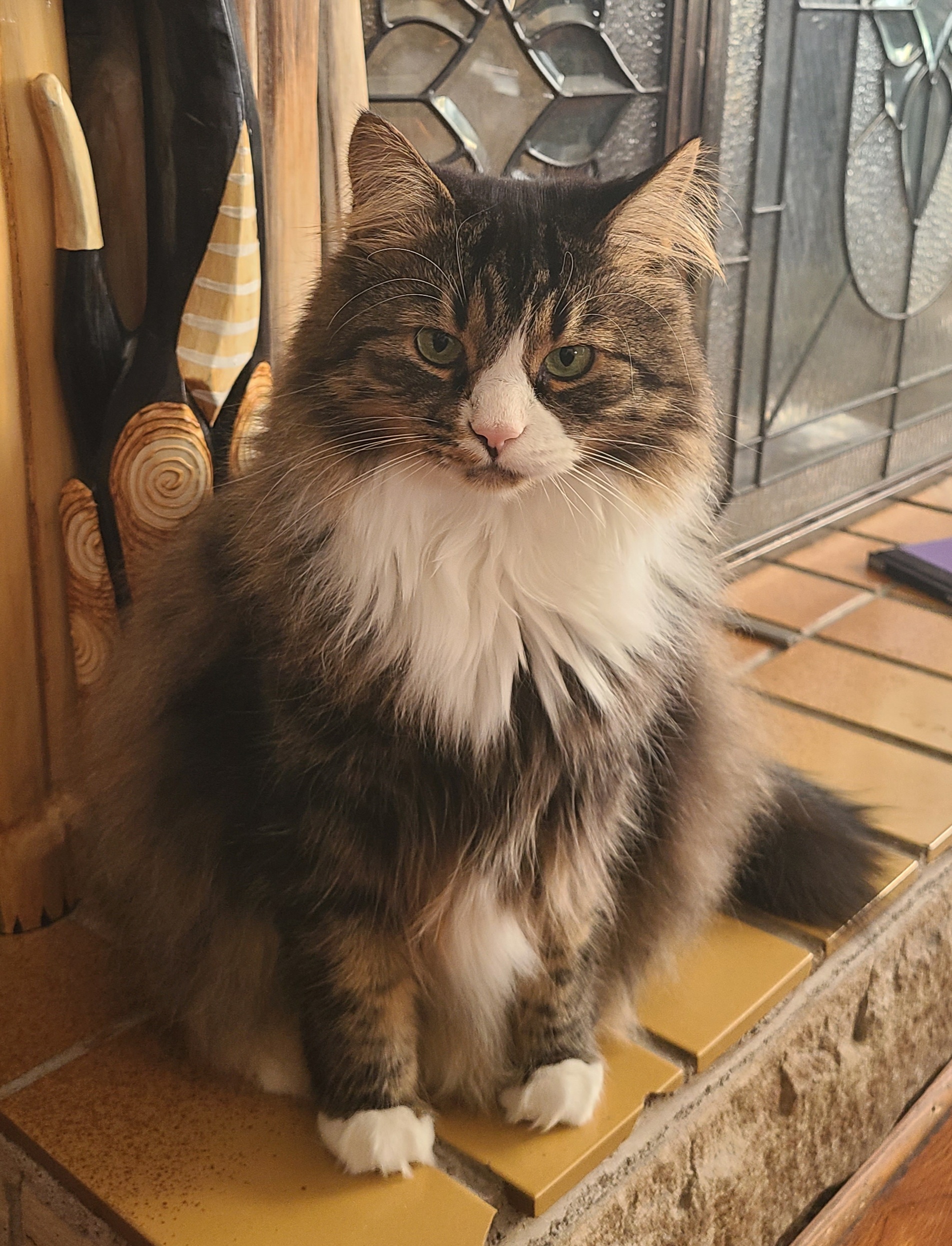 Aster Wells - Angel Paws