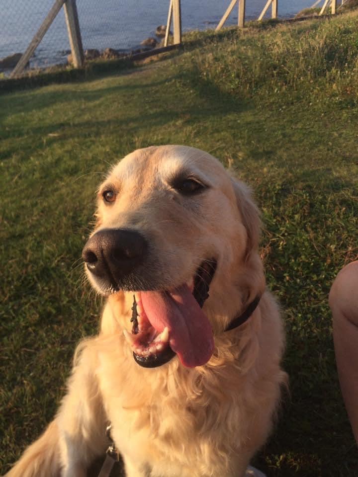 Bailey Rodgers - Angel Paws