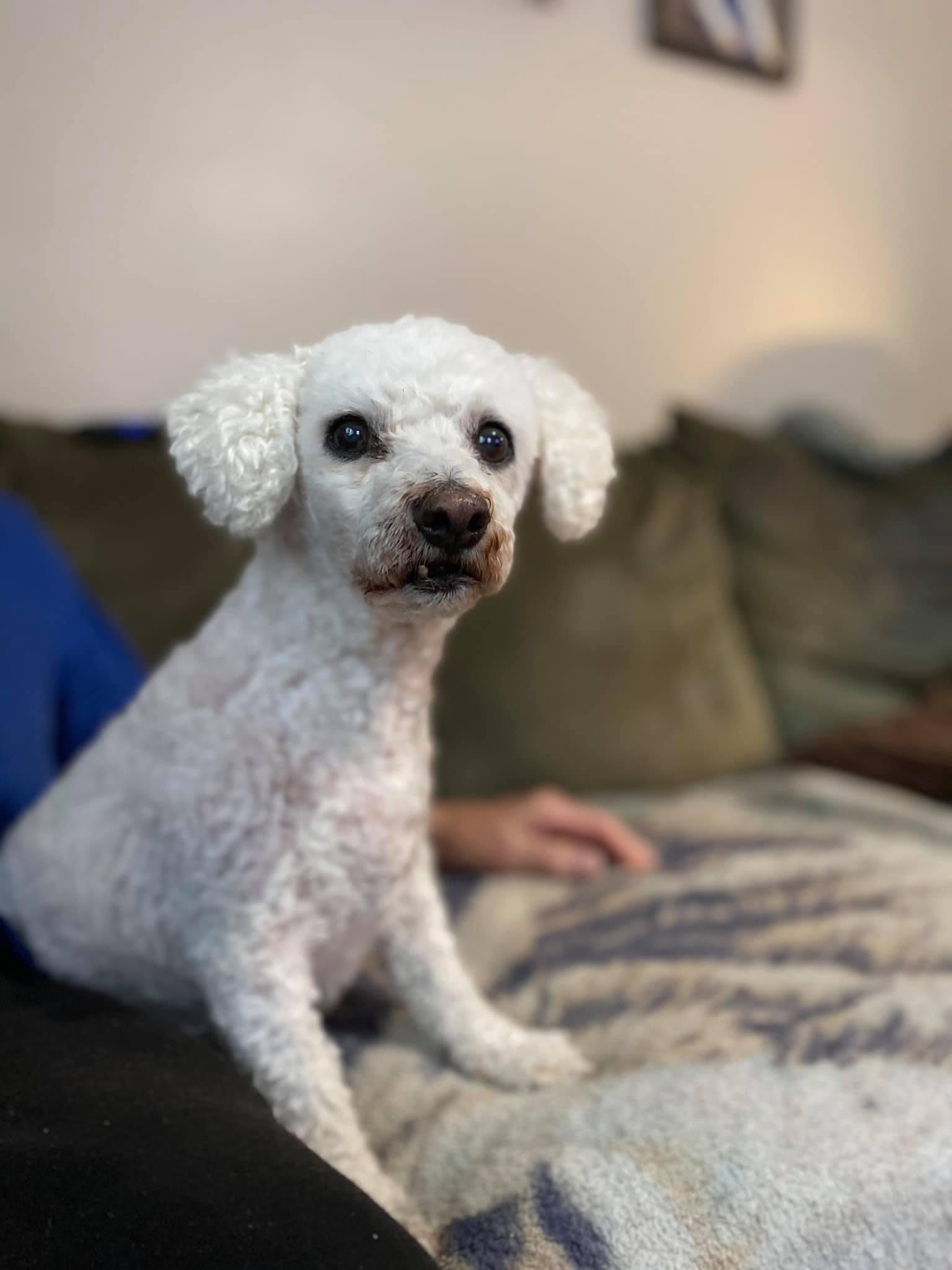 Sasha Ricketts - Angel Paws