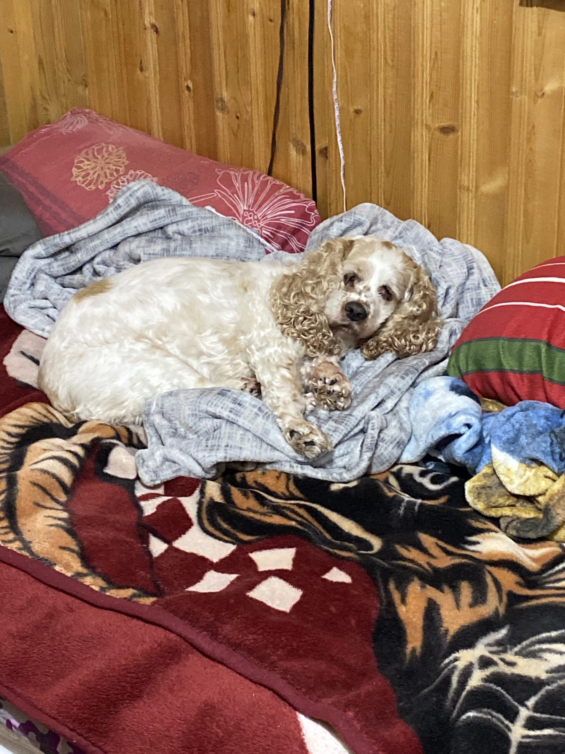 Willow Hawkins - Angel Paws