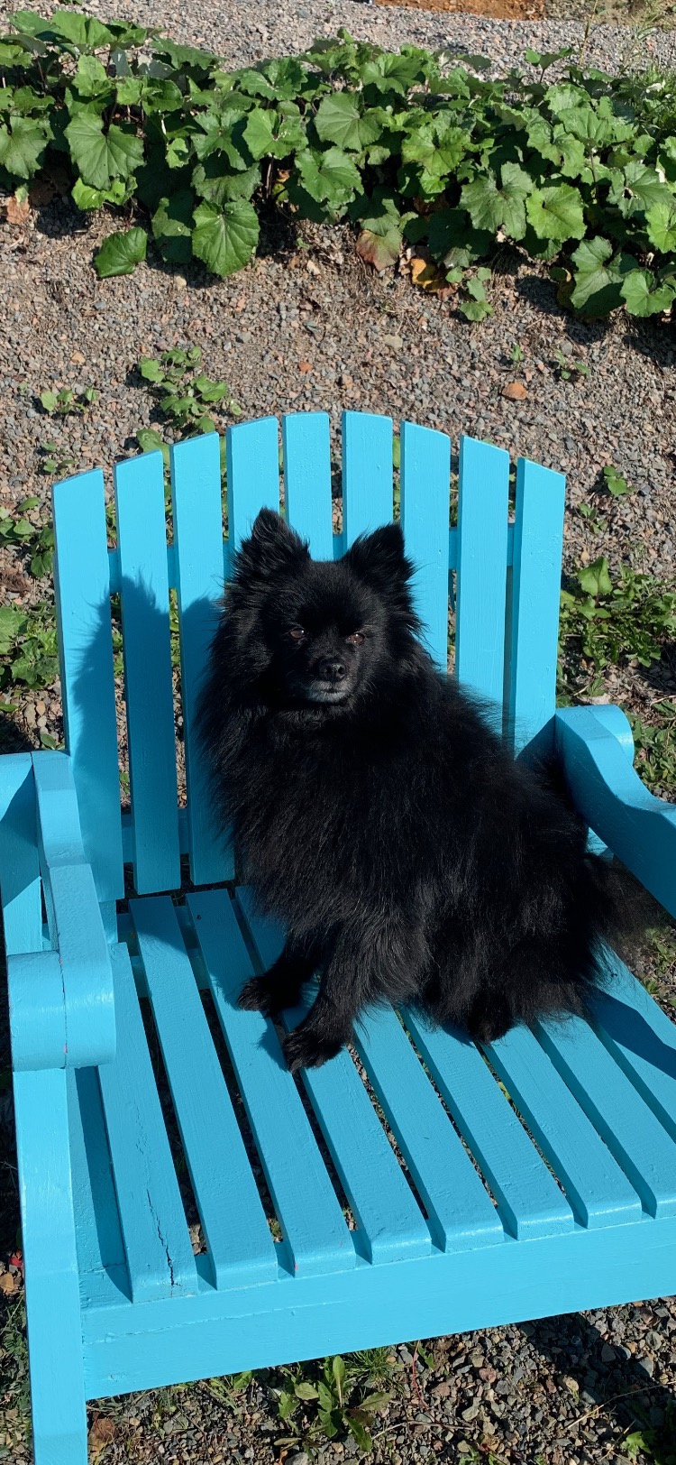 Harley Clarke - Angel Paws