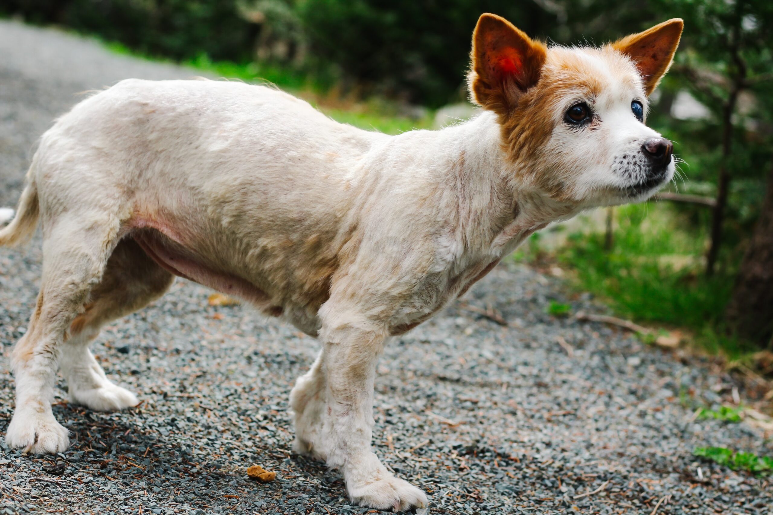 Soju Rowe - Angel Paws