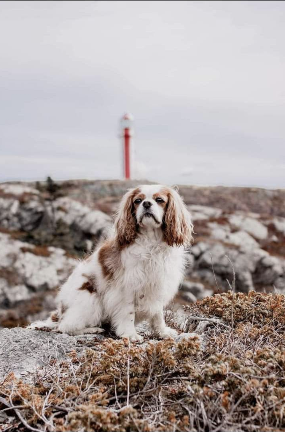 Willowlake's Carmel Candy Girl-Ellie Walsh - Angel Paws