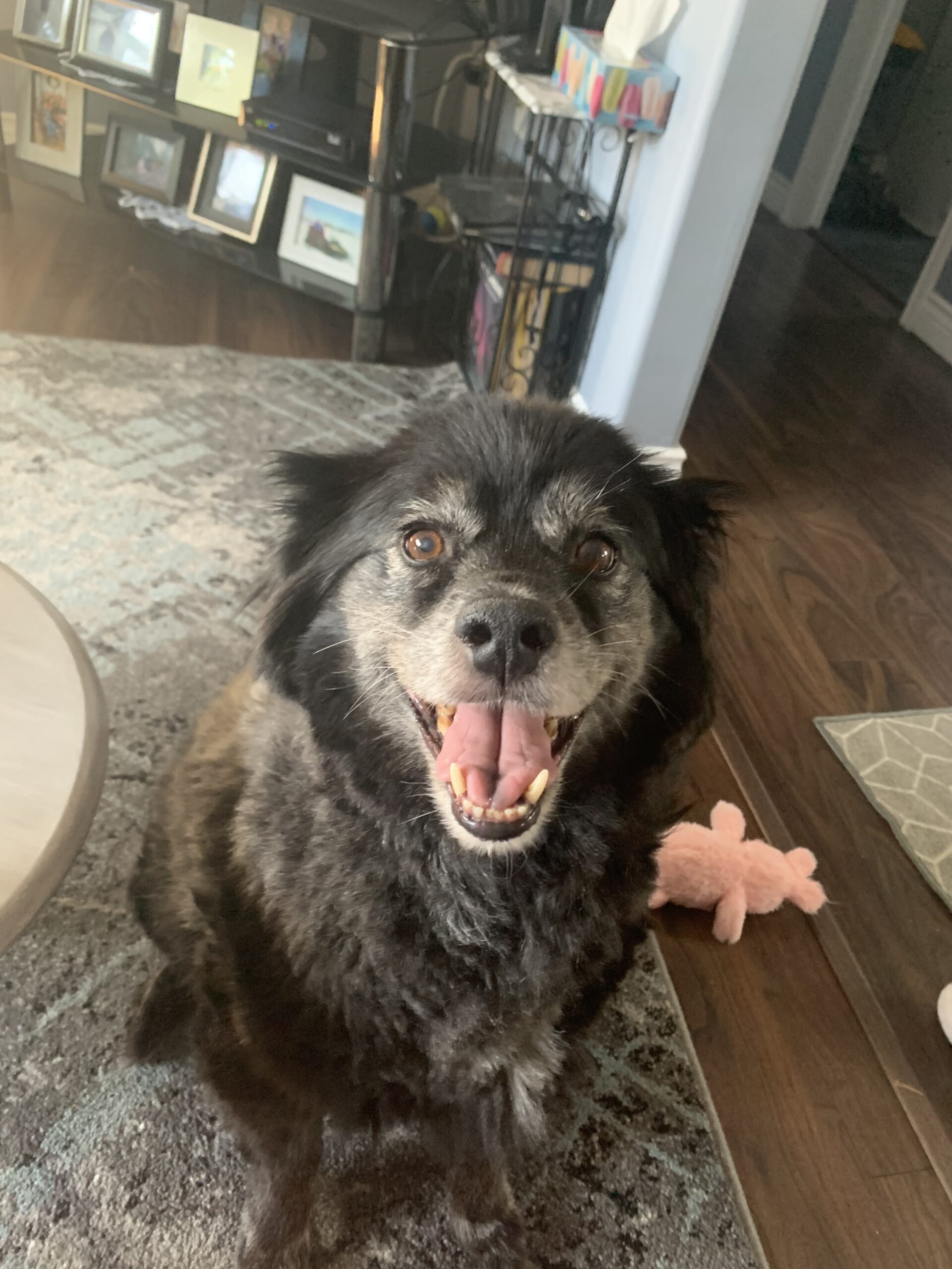 Belle Lyall - Angel Paws