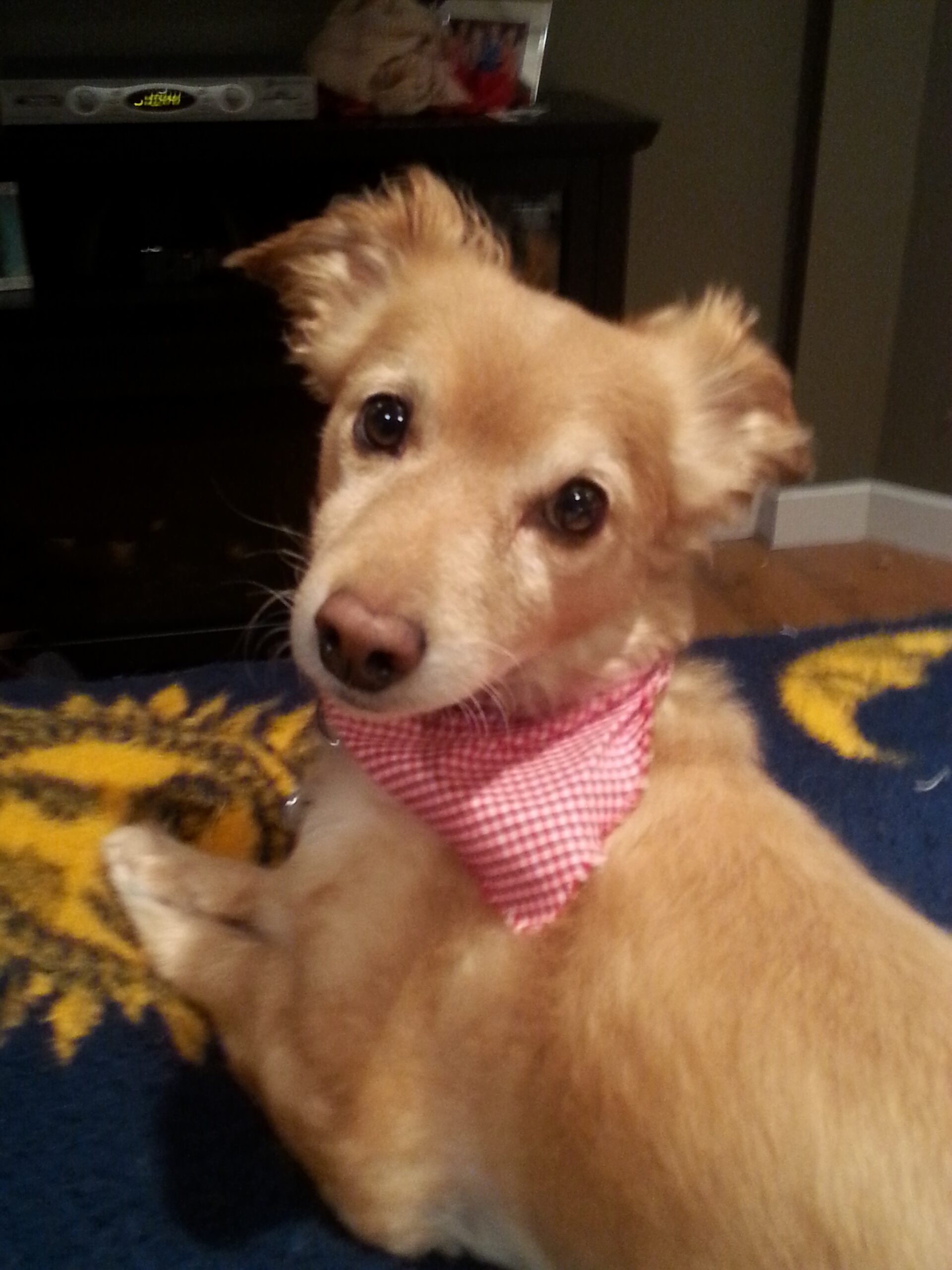 Bailey Butler - Angel Paws