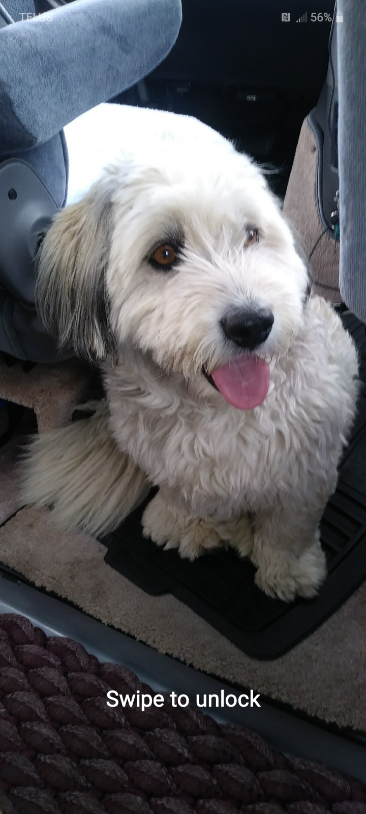 Brody Hall - Angel Paws