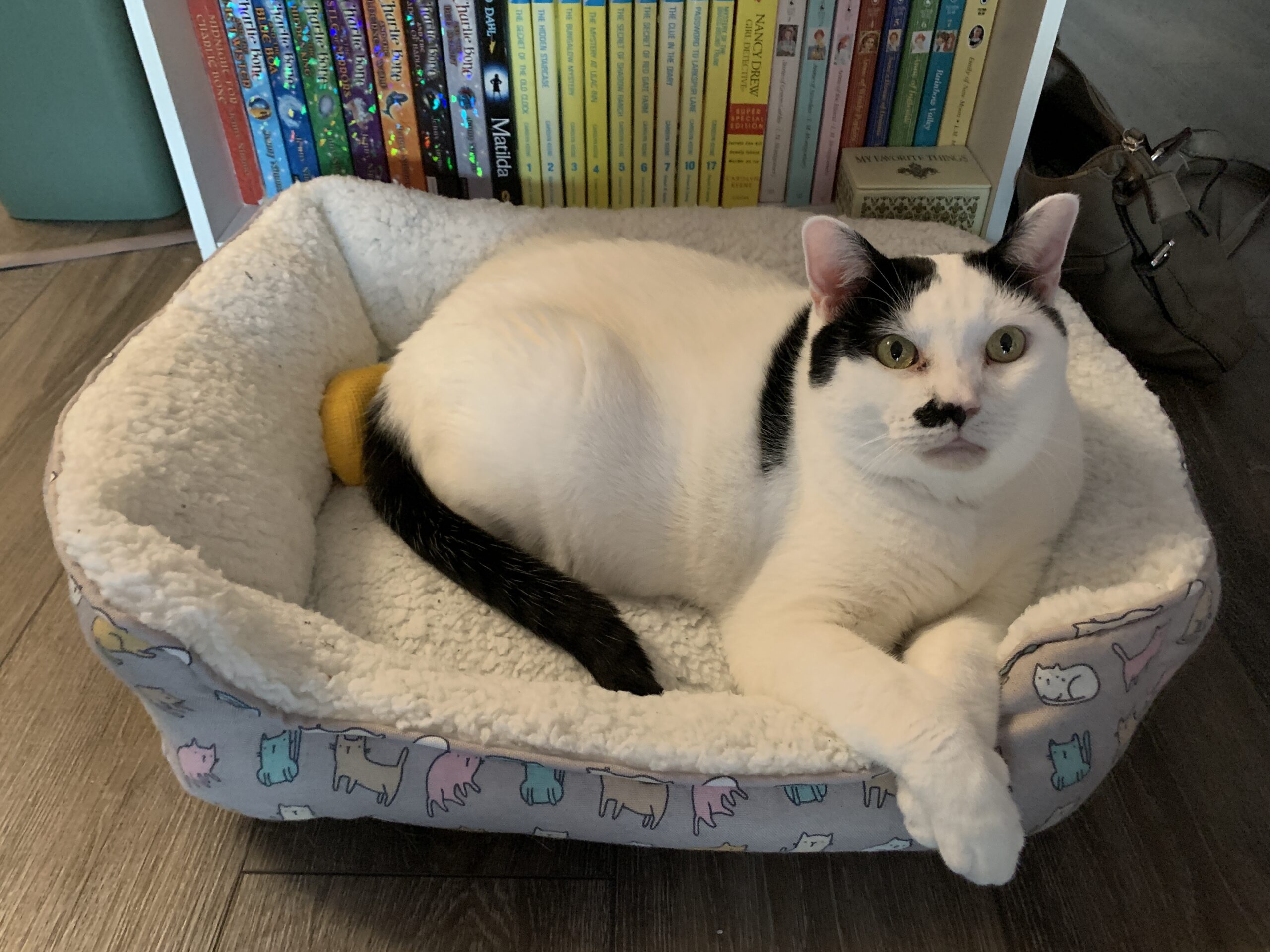 Jax Sheppard-White - Angel Paws