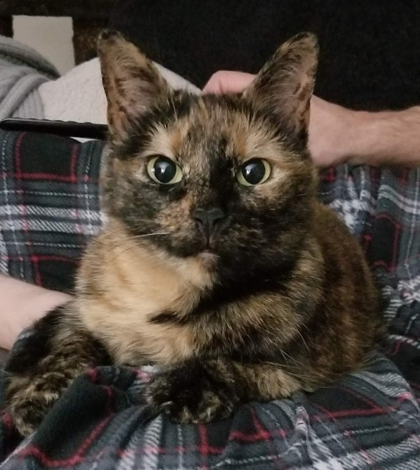 Maggie Rodgers - Angel Paws