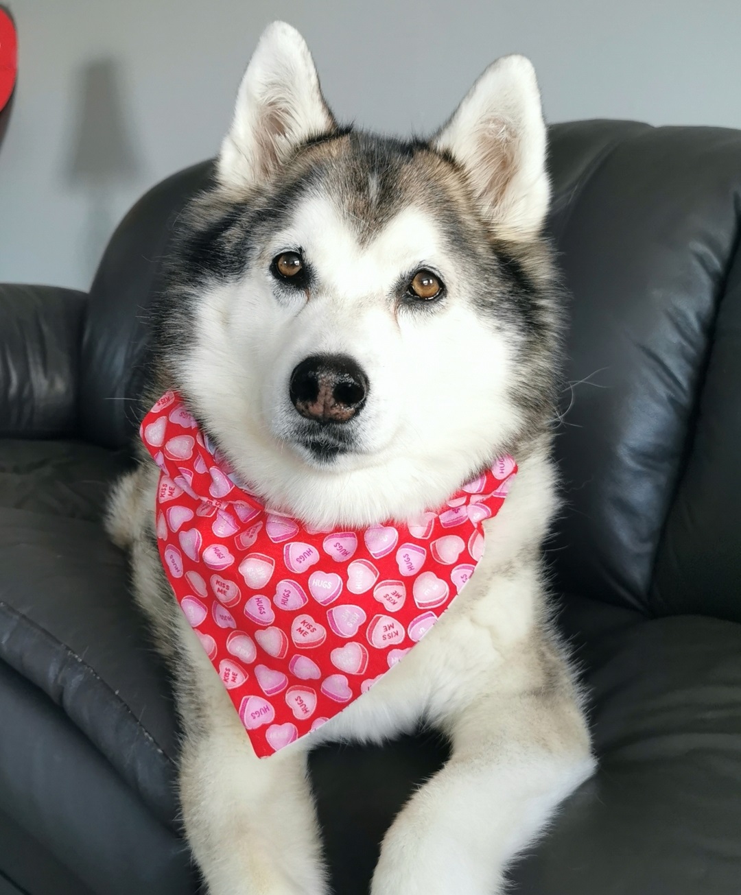 Koda Hatcher - Angel Paws