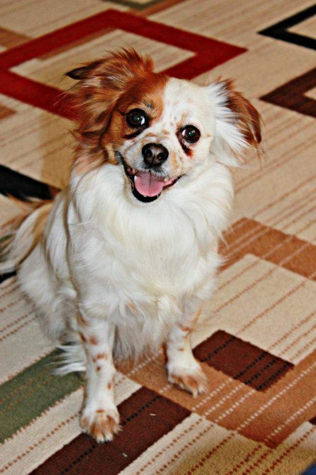 Charlie Reid Lannon - Angel Paws