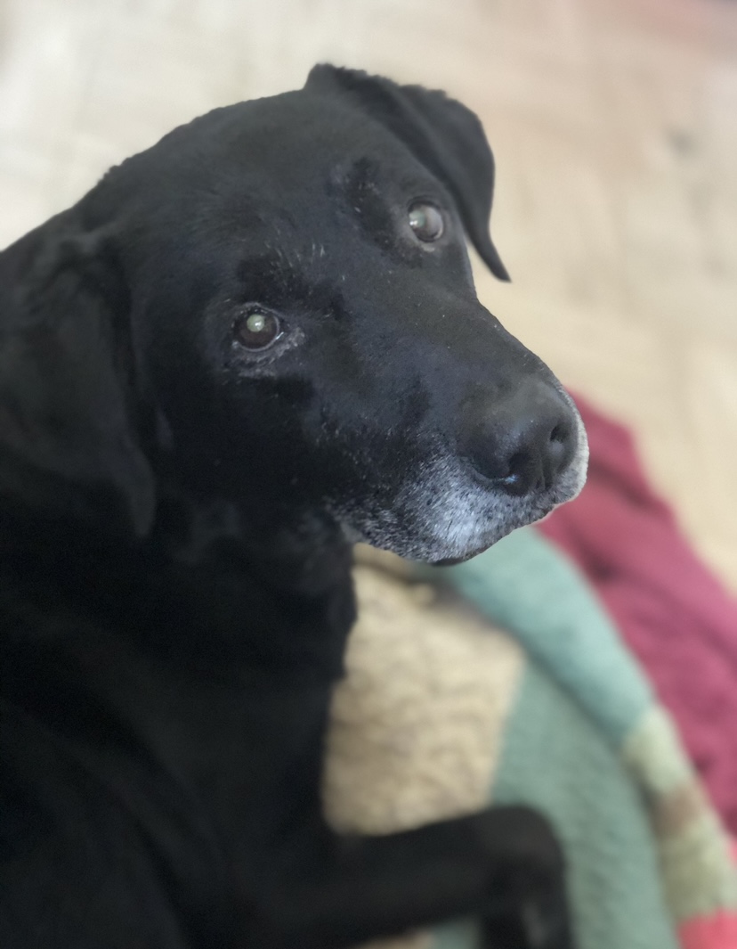 Midnight Sweers - Angel Paws