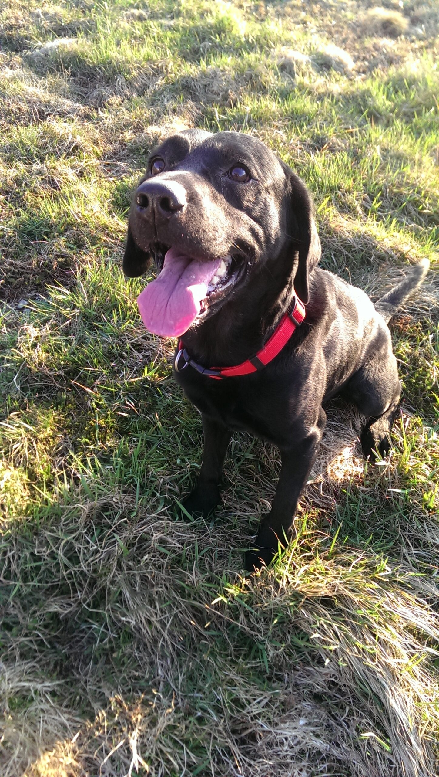 Milo Williams - Angel Paws