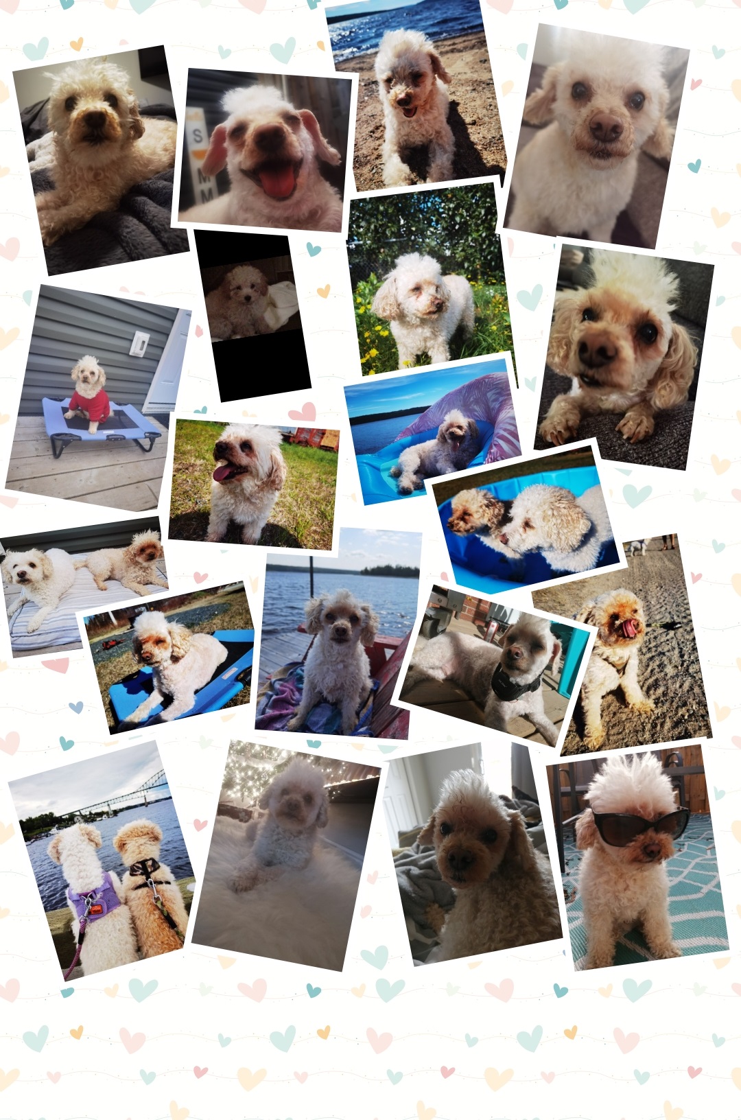 Tyson Graham - Angel Paws