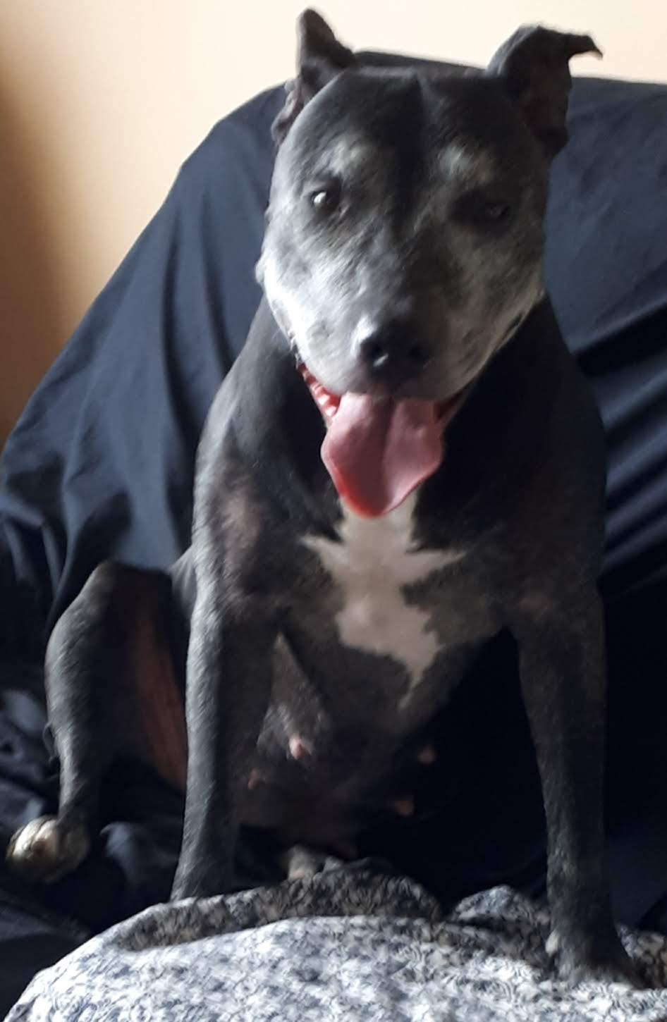 Zoey Pups - Angel Paws