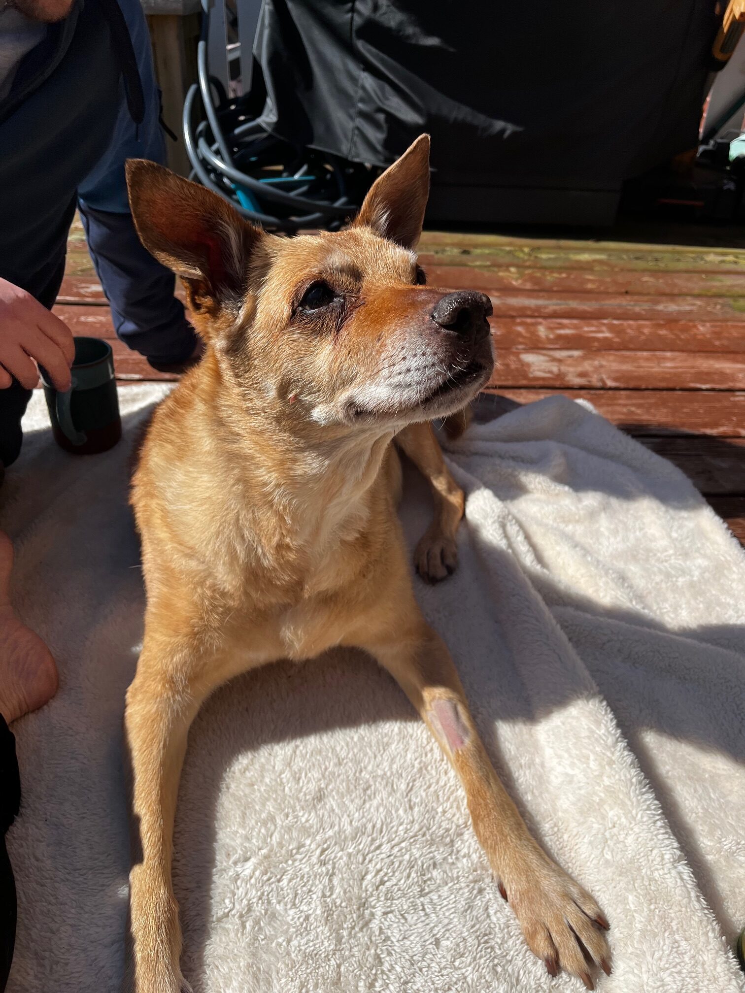 Kayleigh - Angel Paws