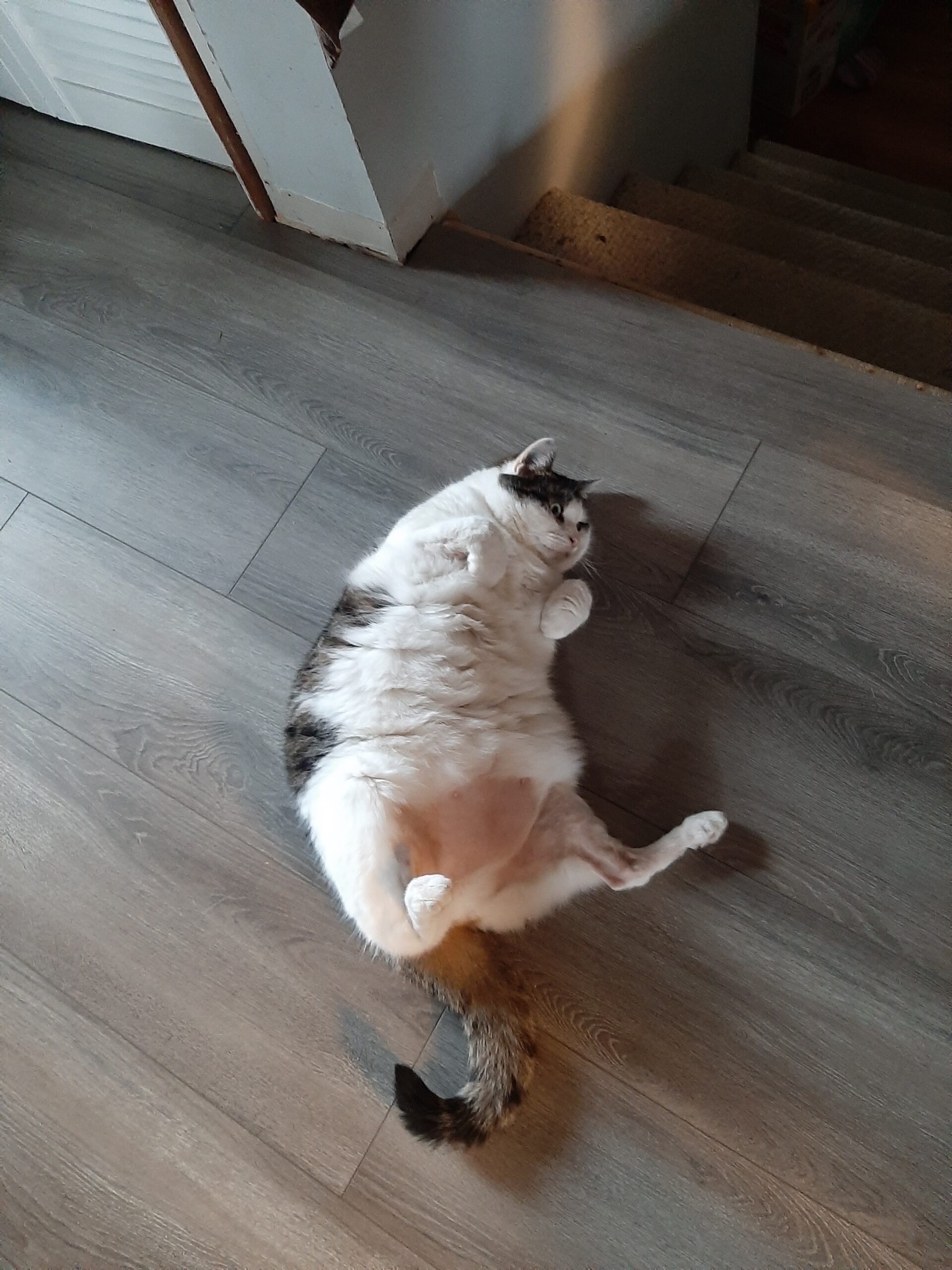 Whiskey Burbridge - Angel Paws