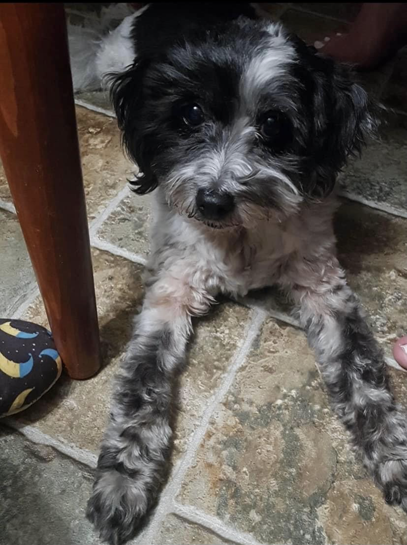 Winny Fortune - Angel Paws