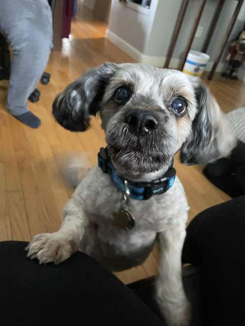 Teddy Dalton - Angel Paws