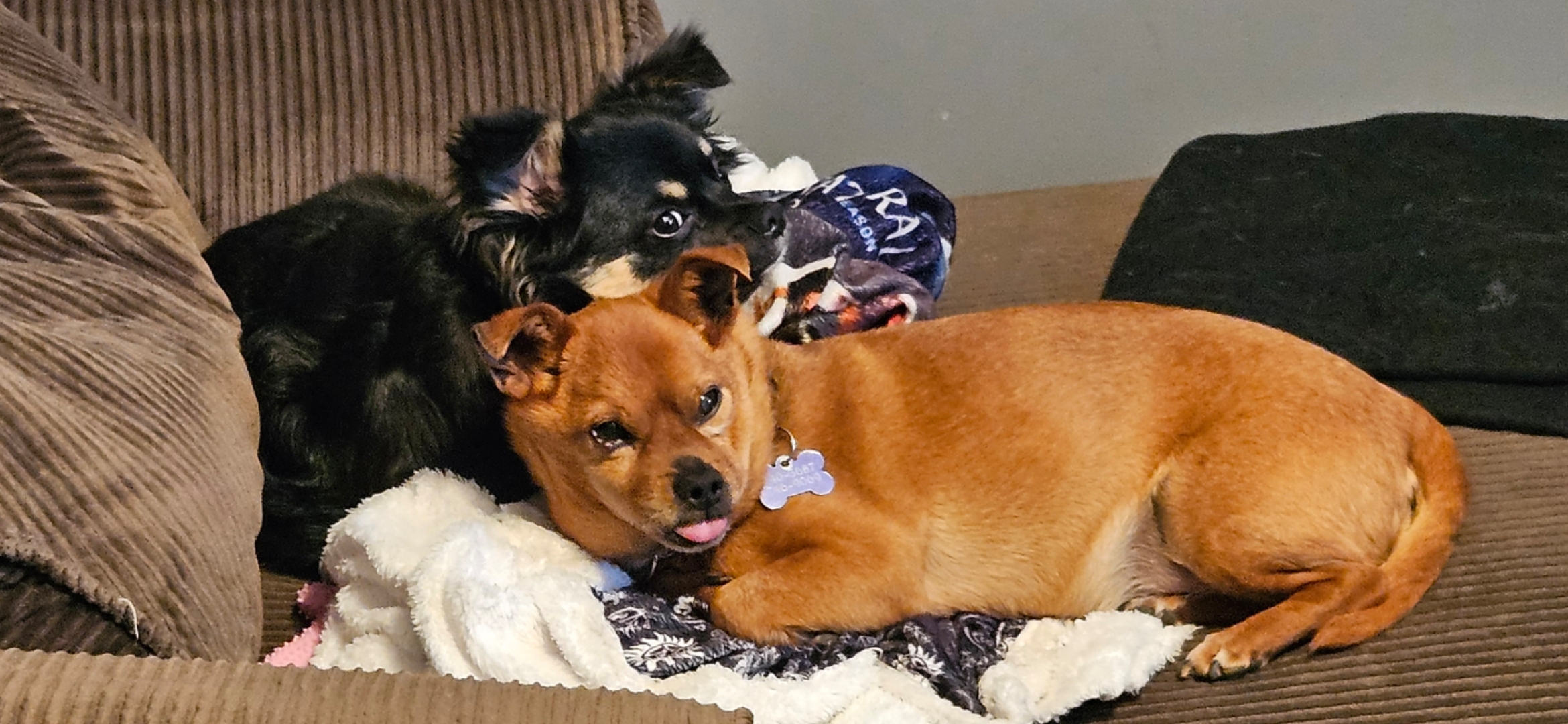 Bailey Abbott - Angel Paws