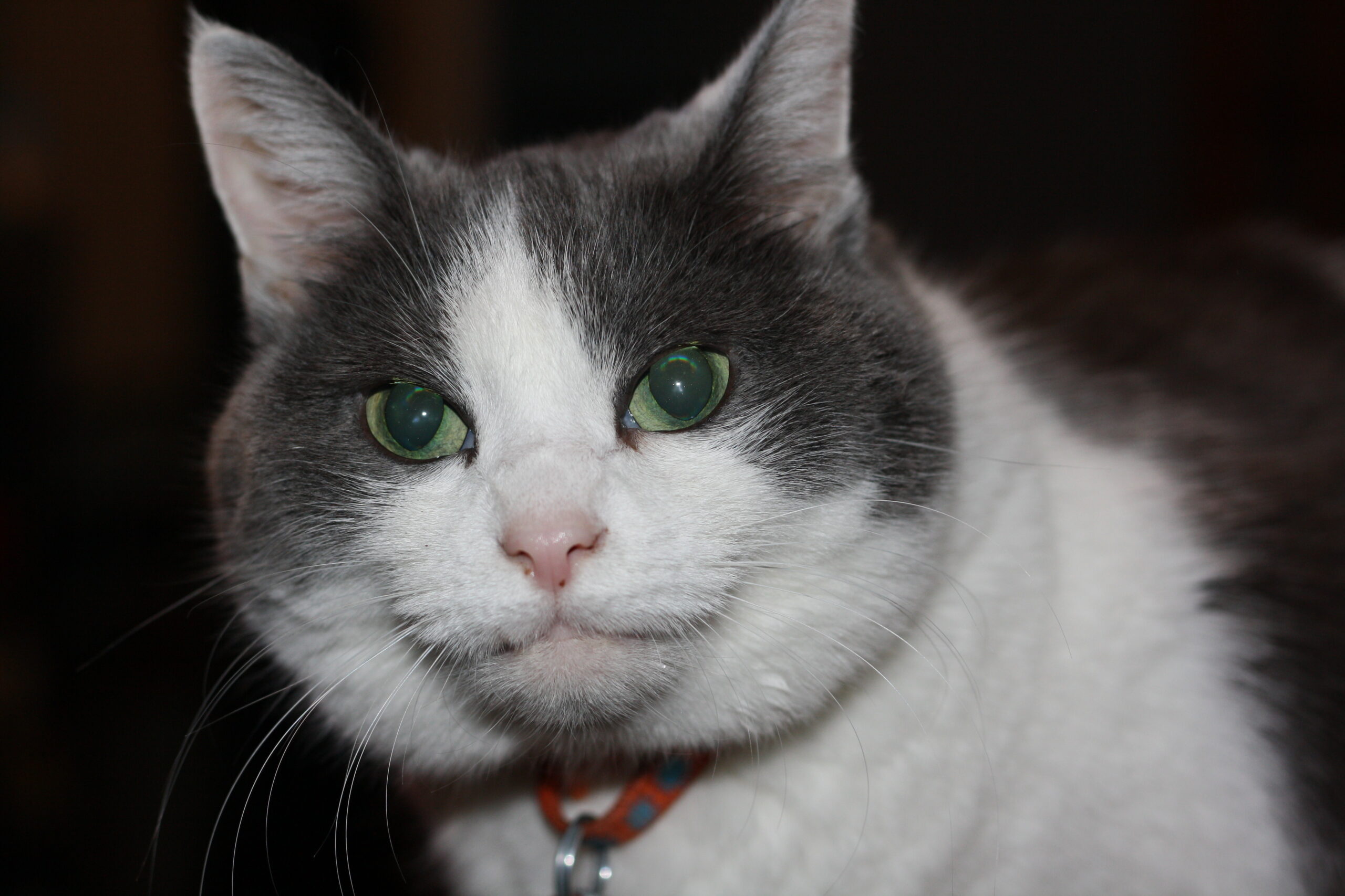 Zoey Nash - Angel Paws