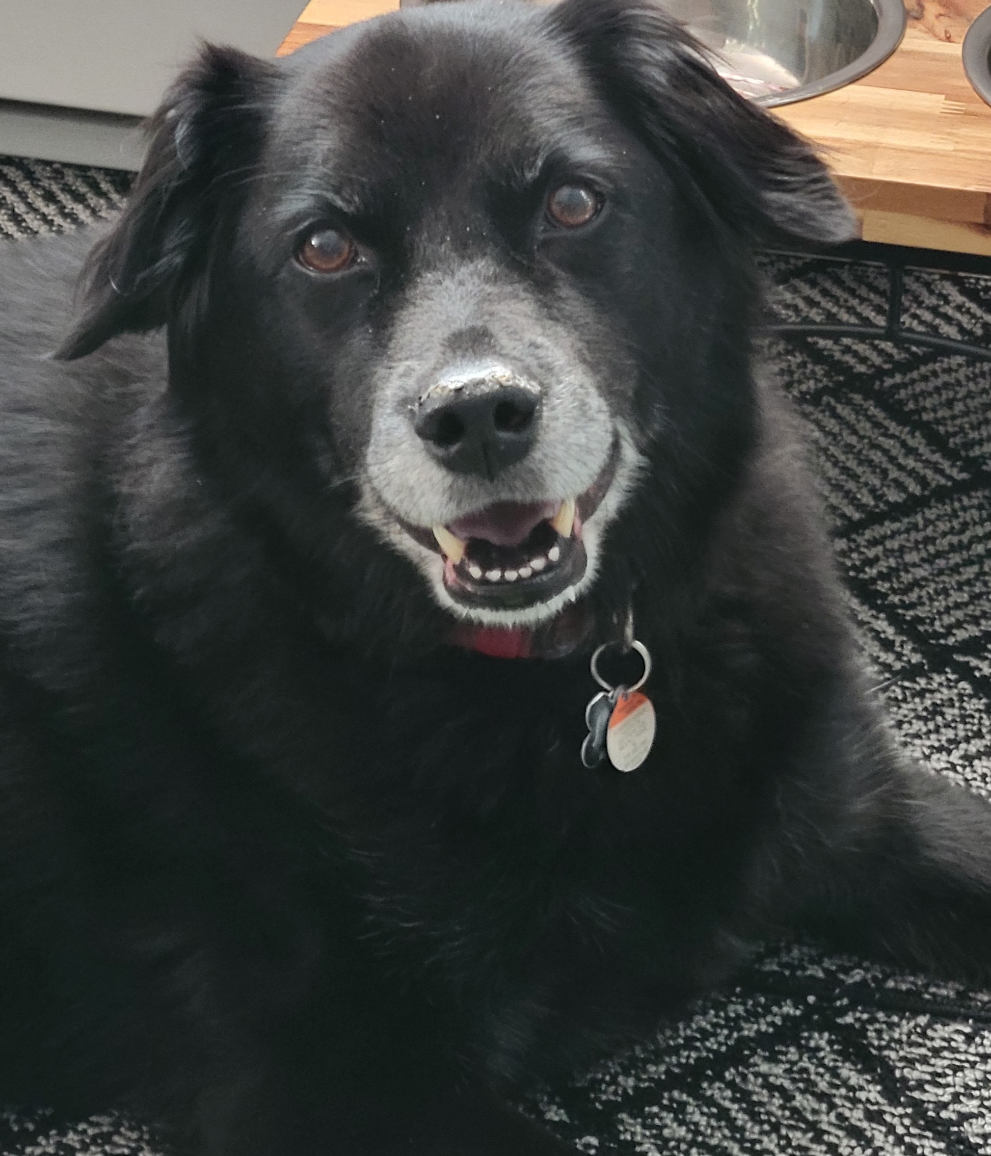 Jack Rose Moriarty - Angel Paws