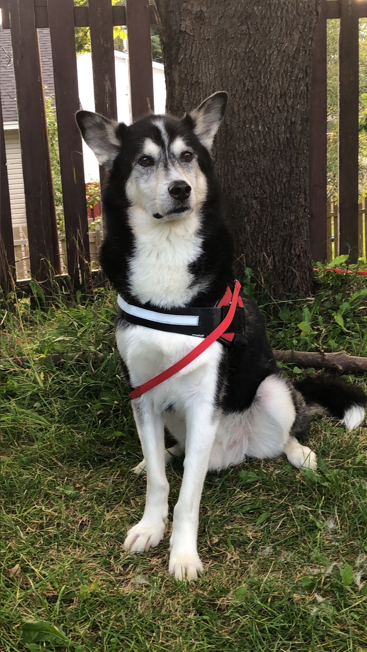 Buddy Bolt - Angel Paws