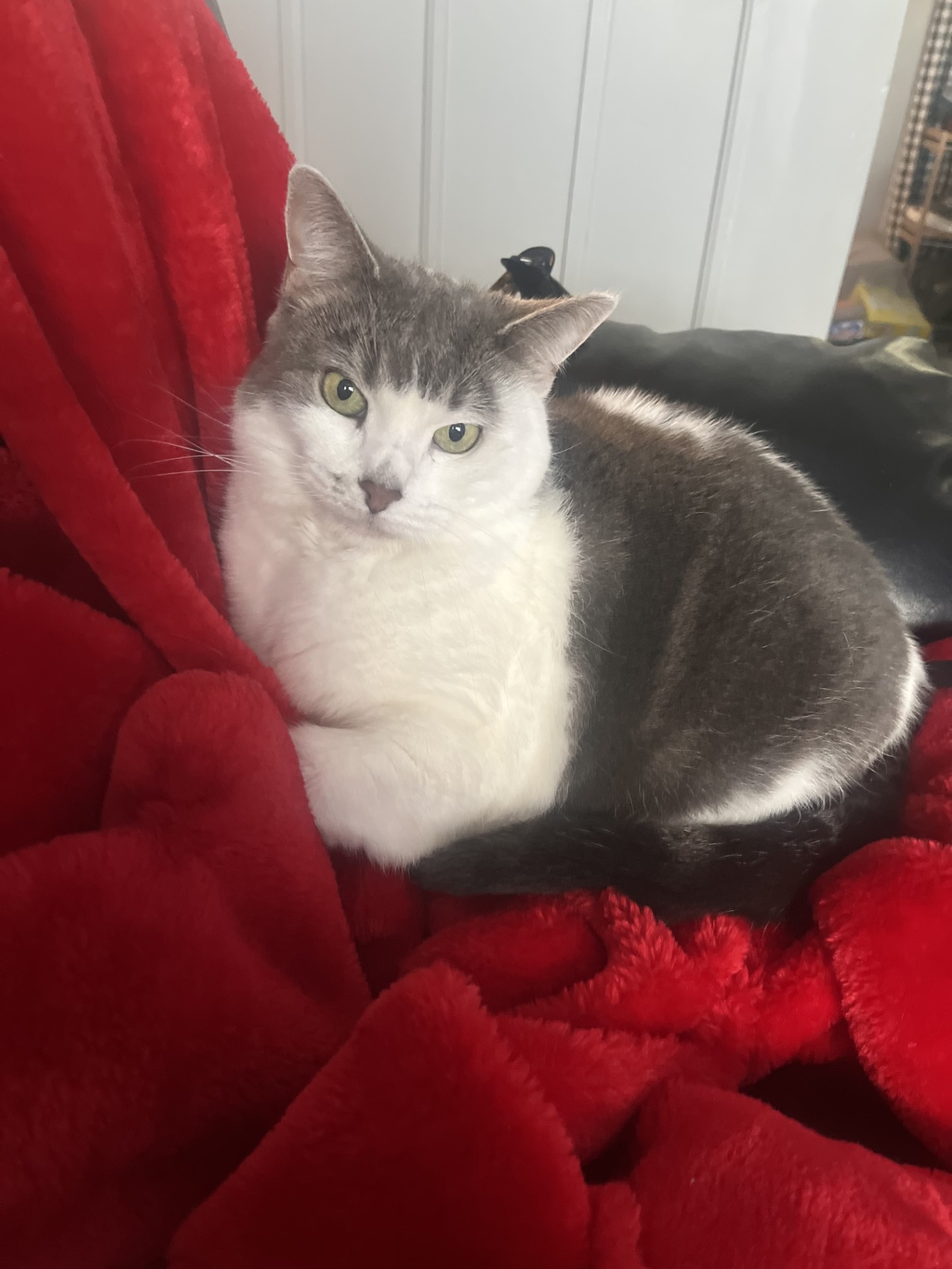 Waffles Terry - Angel Paws