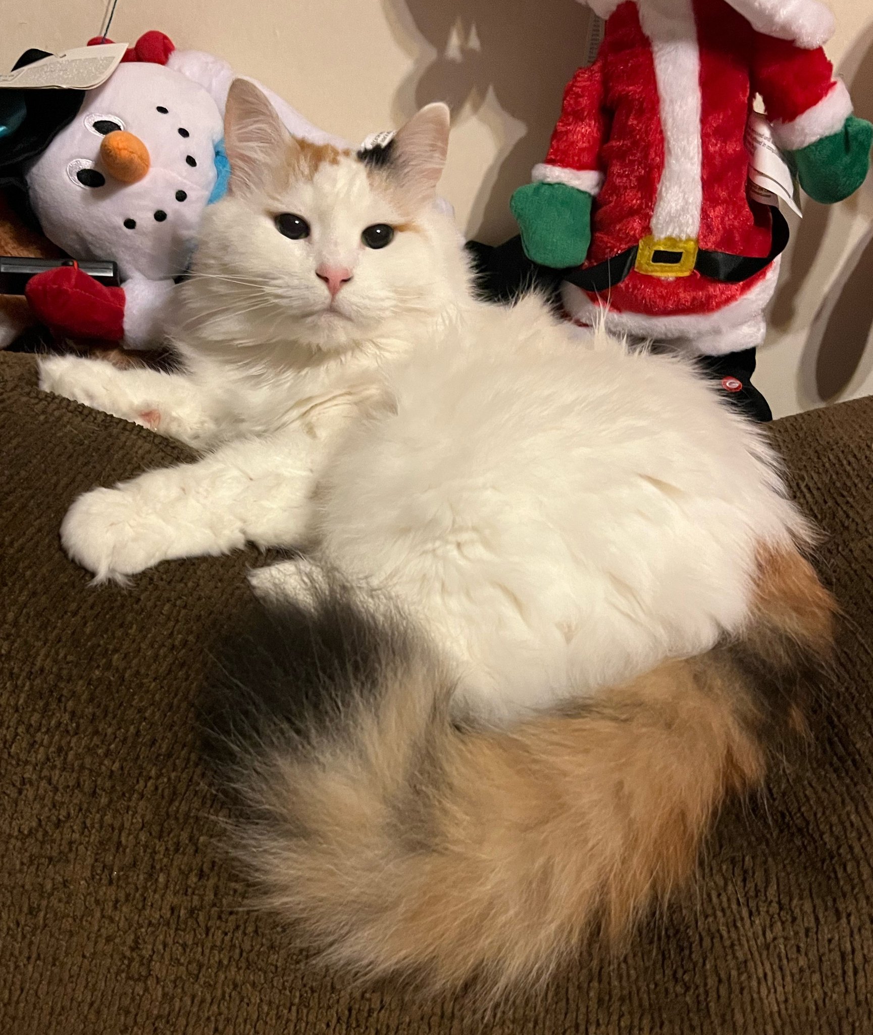 Molly Holly - Angel Paws