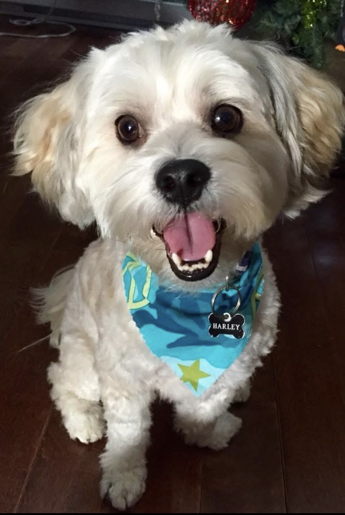 Harley Davidson Swain - Angel Paws