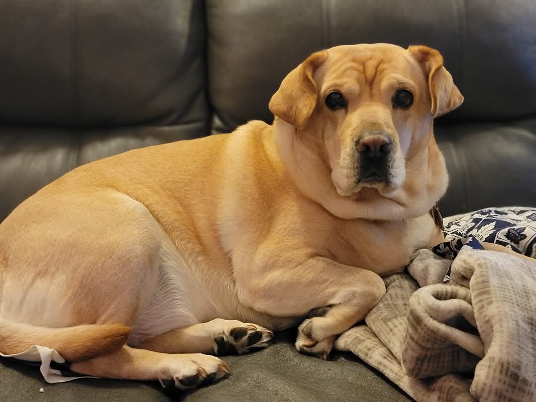 Rosebud - Angel Paws