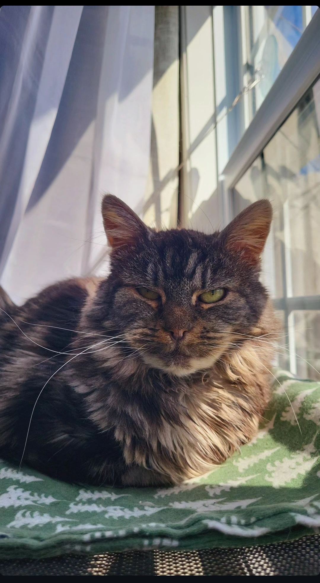 Penelope - Angel Paws