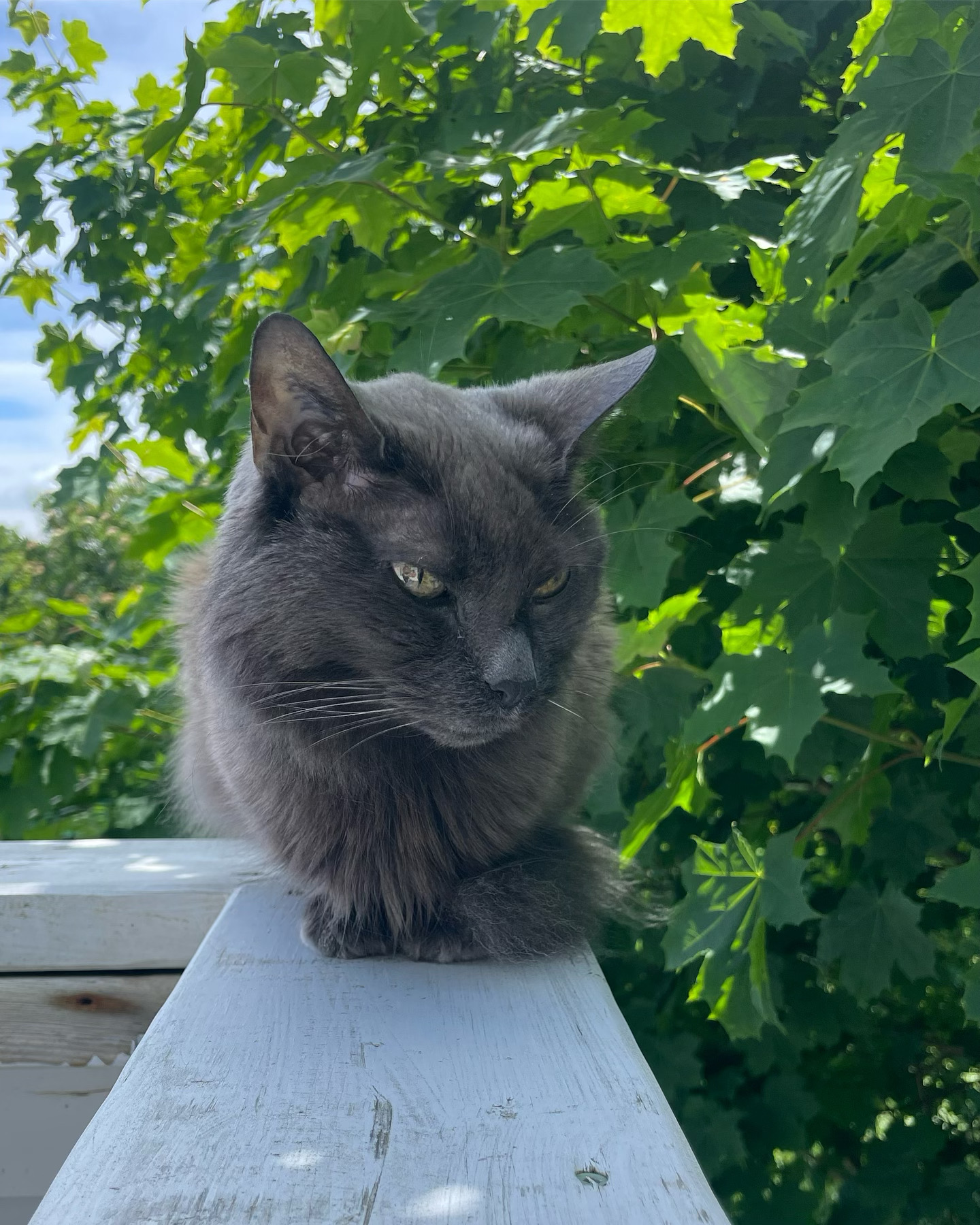 Harley Alexander - Angel Paws