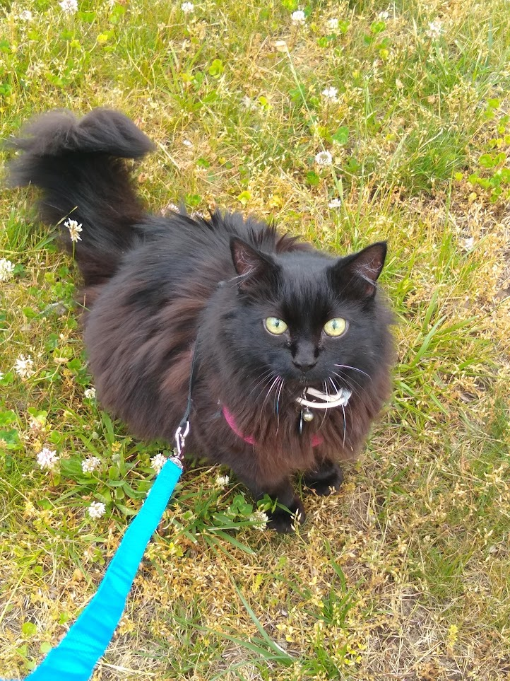 Houdini - Angel Paws