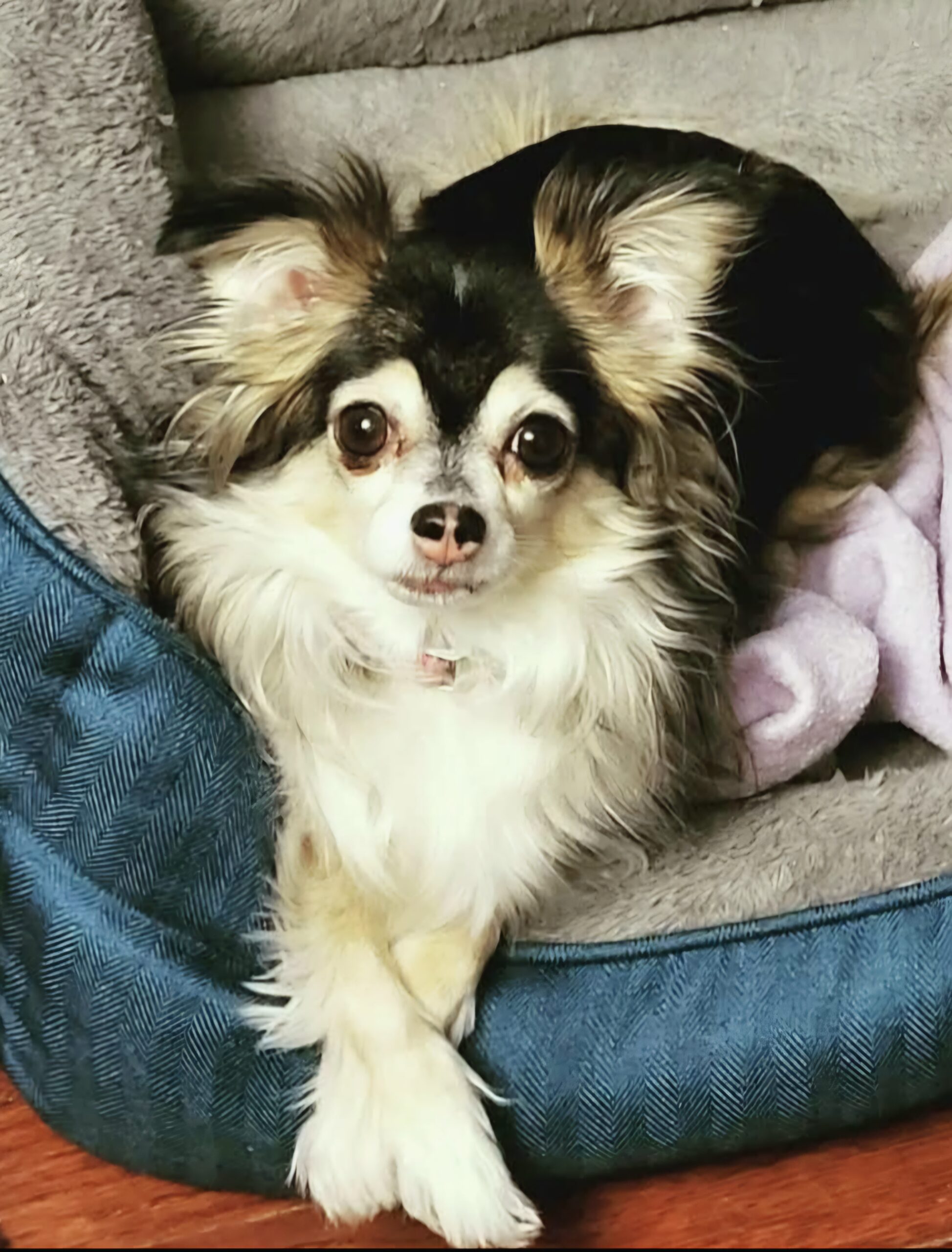 Bella Evoy - Angel Paws