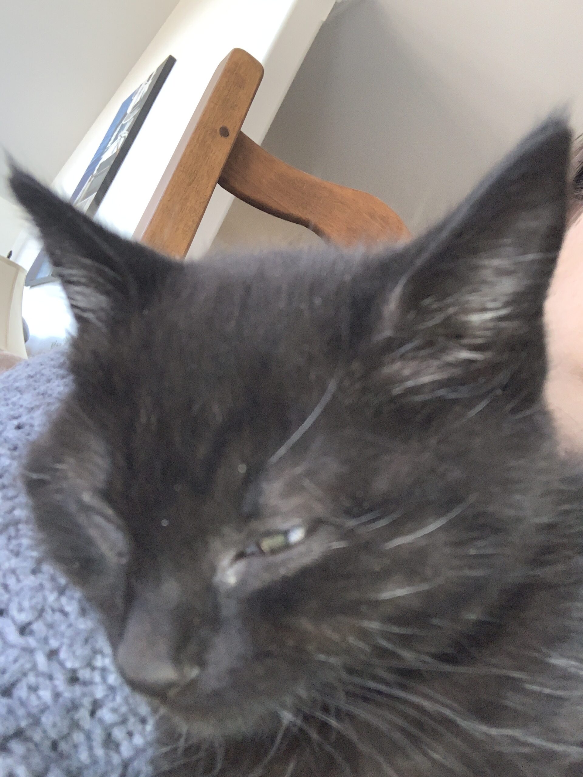 Fin (Finley) - Angel Paws