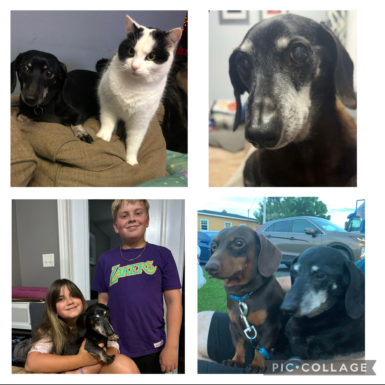 Franky Green - Angel Paws