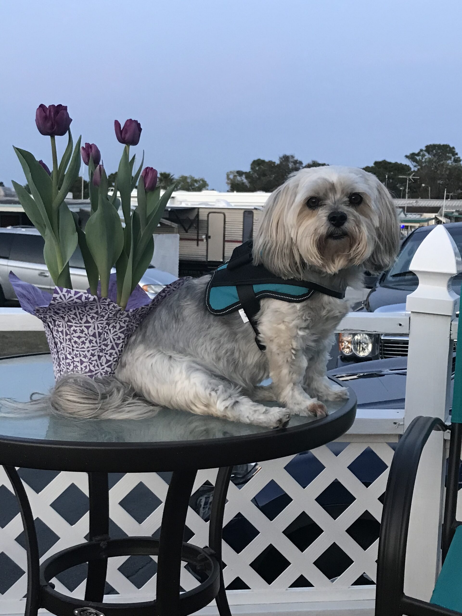 Charlie Lethbridge - Angel Paws