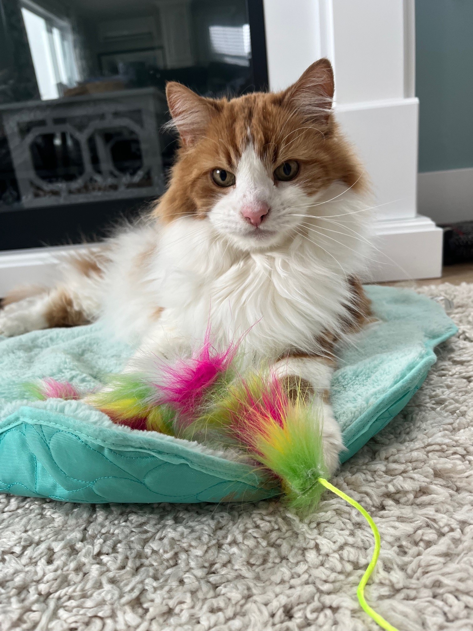 Taz - Angel Paws