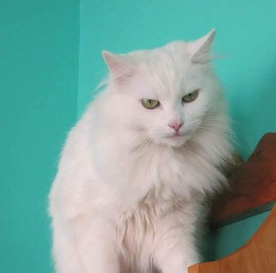 Sky Martin - Angel Paws