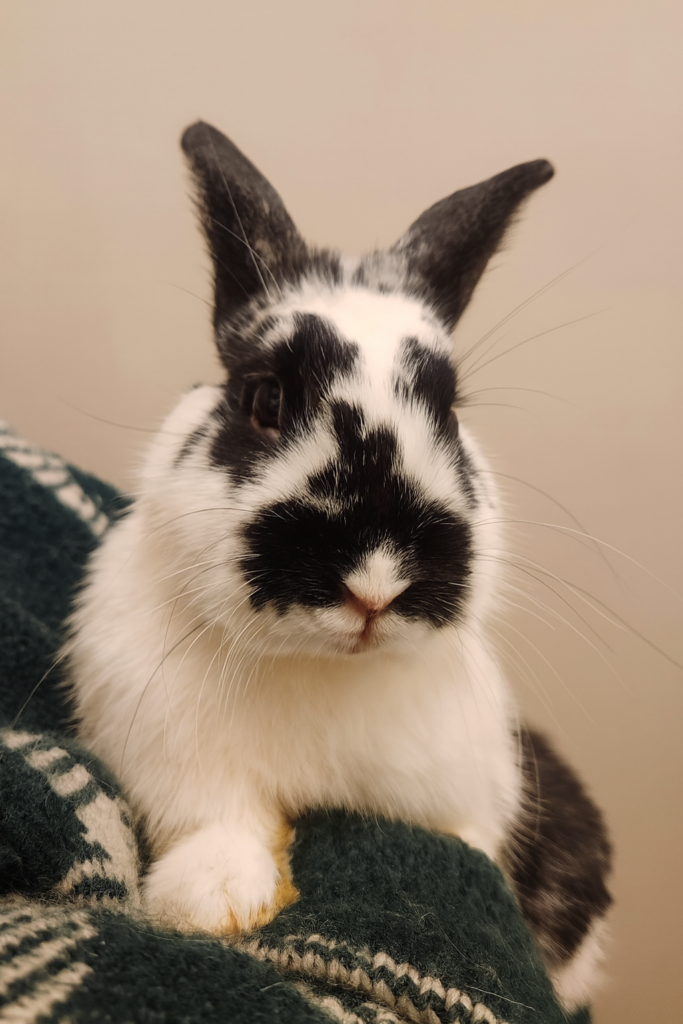 Penelope - Angel Paws