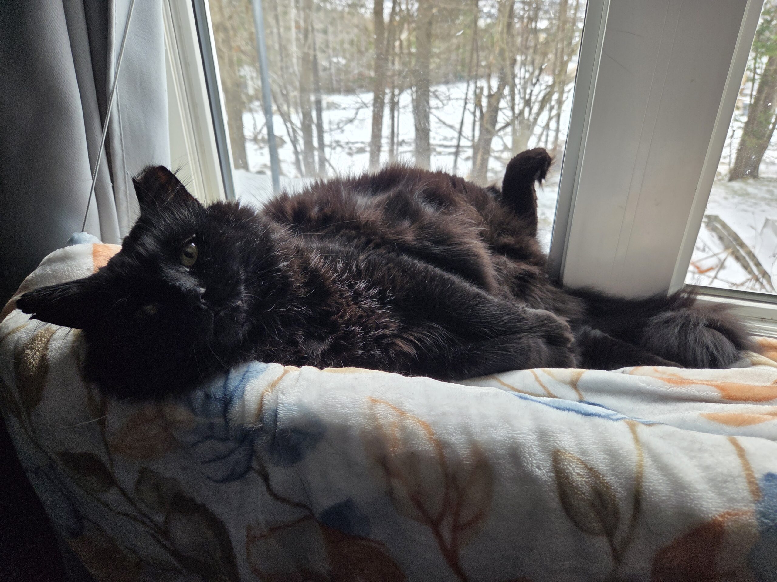 Kevin - Angel Paws