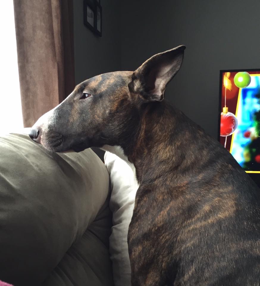 Lucy - Angel Paws